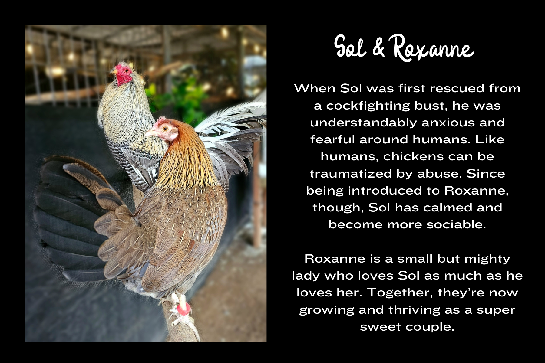 Boost the Roosts: Sponsor a Survivor Suite! – Rooster Haus Rescue